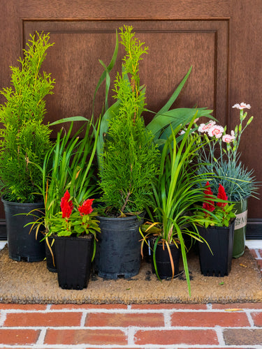 Affordable Indoor & Outdoor Plants Delivered to Your Door – The Plant Firm