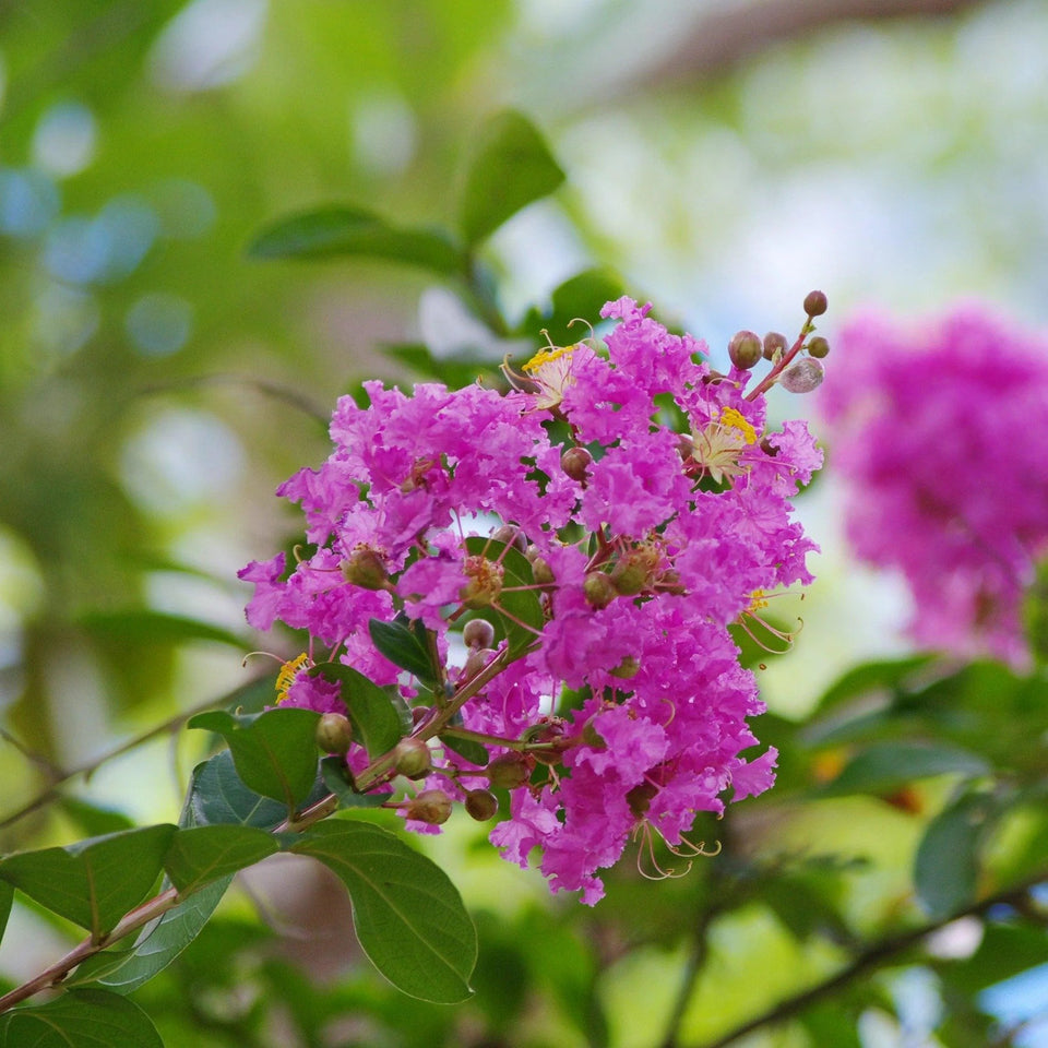 Lagerstroemia indica 'Autaugaville Purple' – The Plant Firm