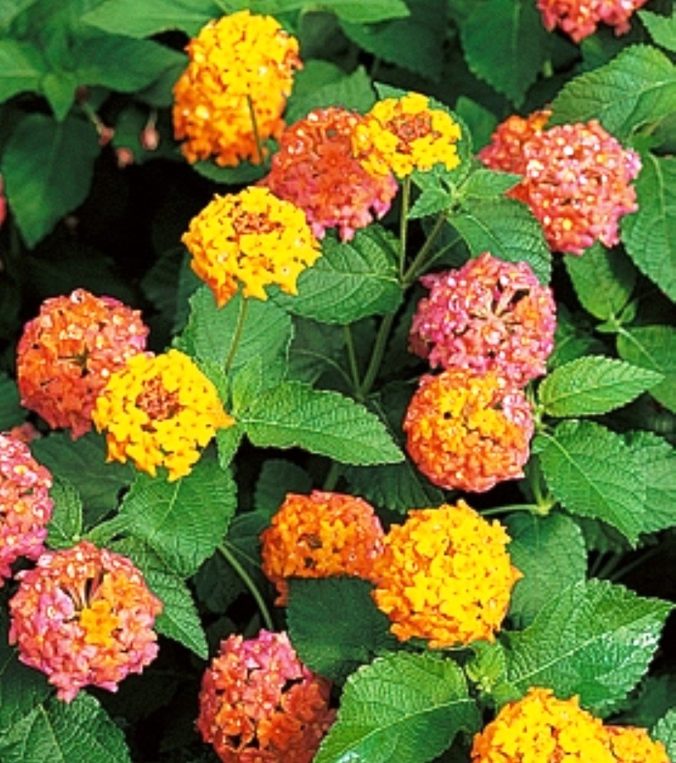 Lantana camara 'Miss Huff's' – The Plant Firm