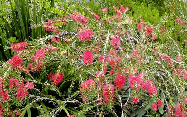 red brush tree