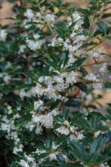 Fragrant Princess Dwarf Tea Olive – The Plant Firm